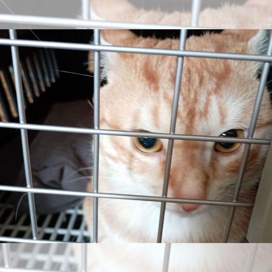 Взрослый кот в добрые руки