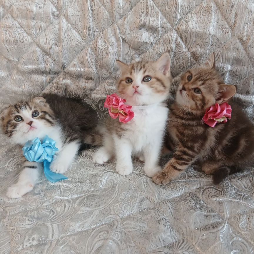 Шотландский вислоухий короткошёрстный котёнок