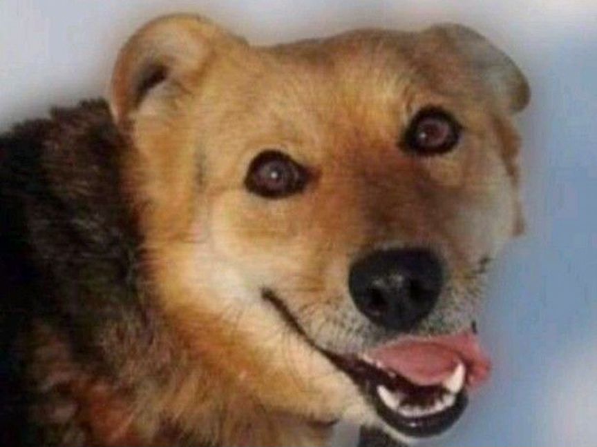 Найда ищет дом, ниже колена
