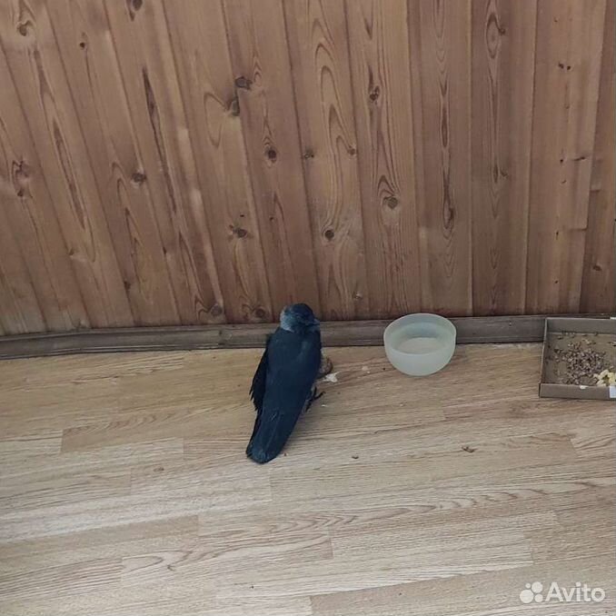 Отдам в добрые руки галку со сломанным крылом