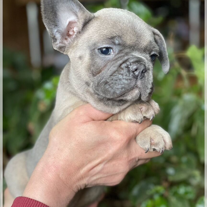 Французский бульдог, щенок