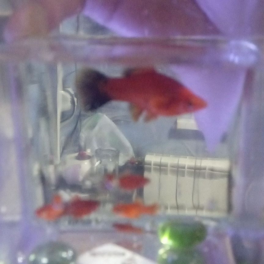 Живая рыба малек меченосцы