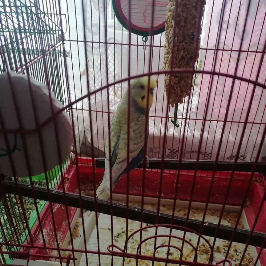 Волнистый попугай