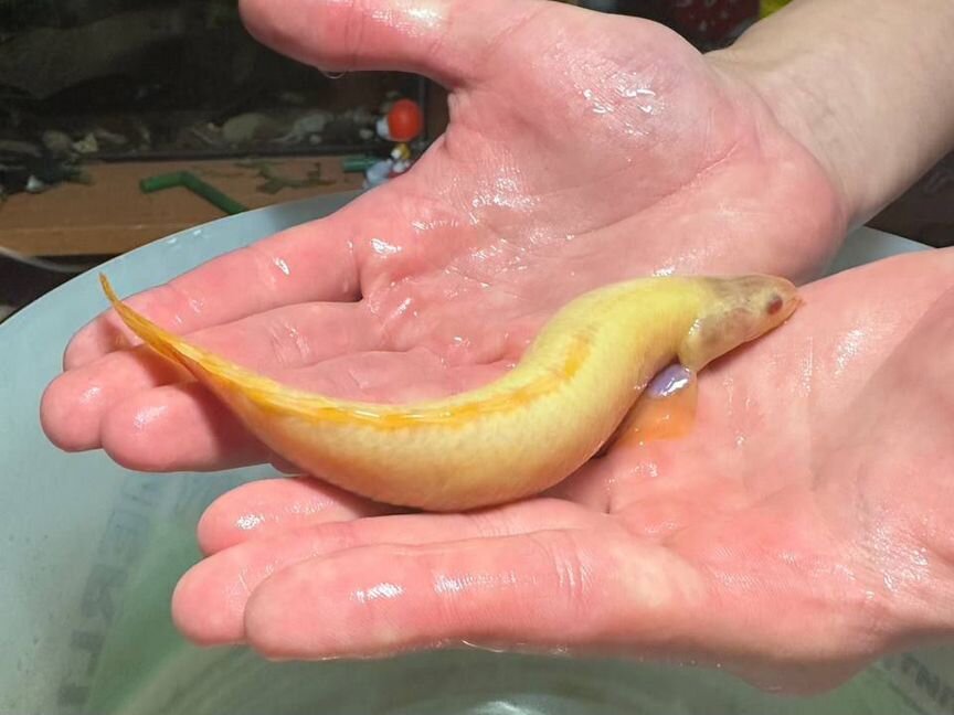 Полиптерус сенегальский альбинос