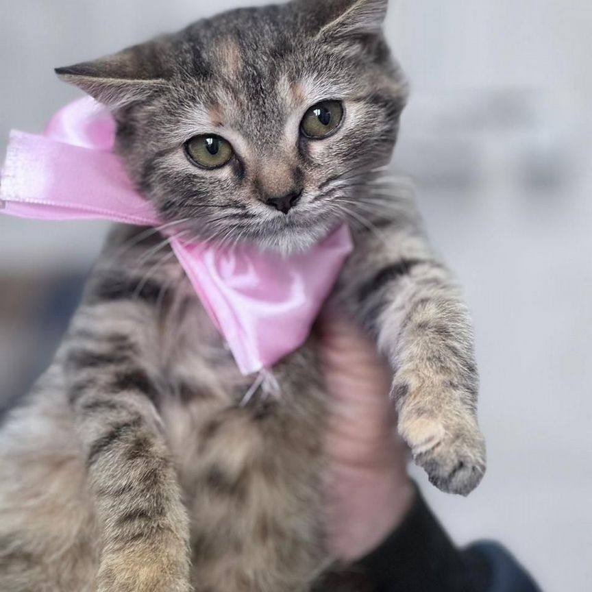 Нежная миленькая кошечка