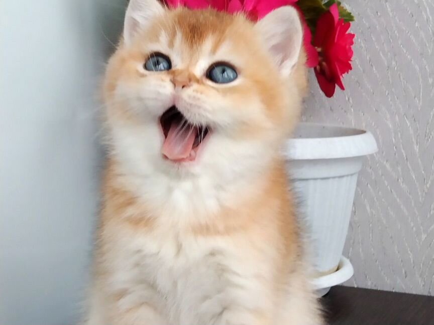 Золотинка девочка