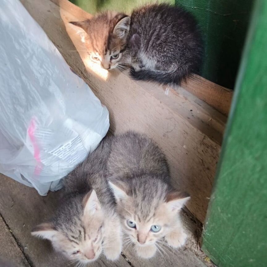 Котята в добрые руки