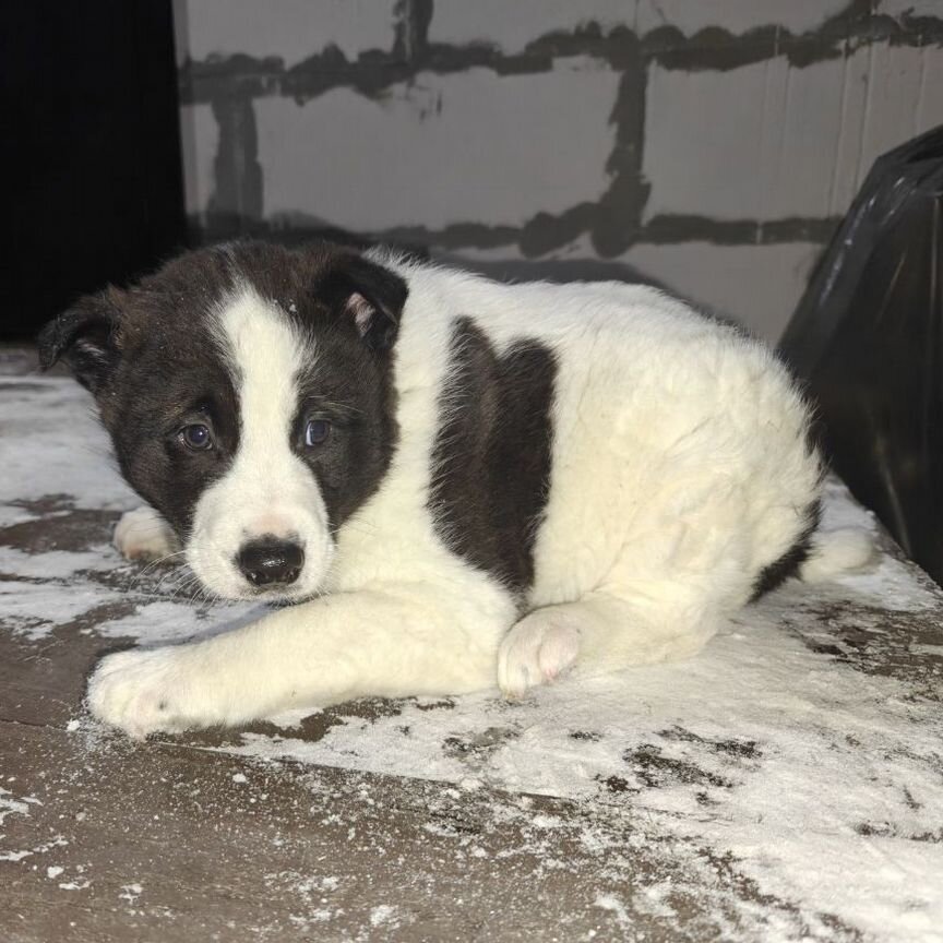 Щенок в добрые руки