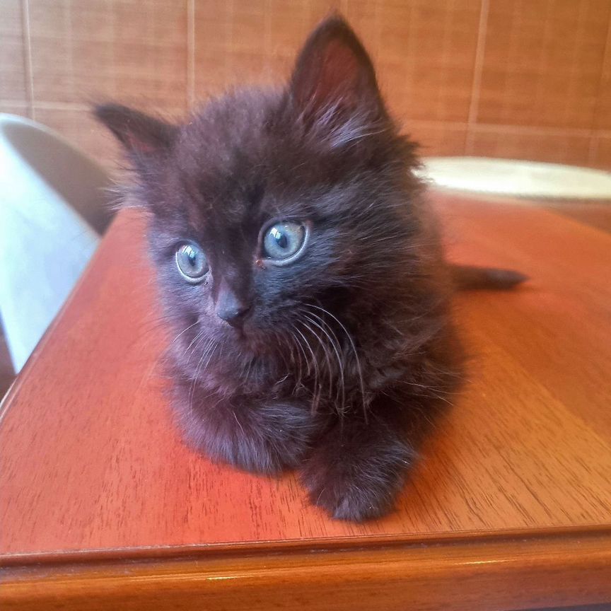 Котенок