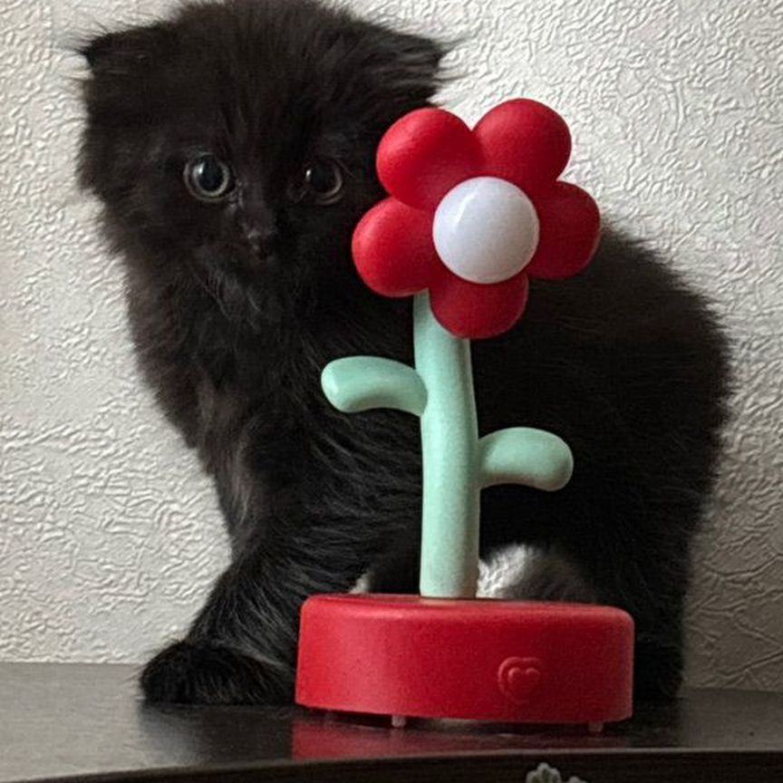 Вислоухие котята в добрые руки