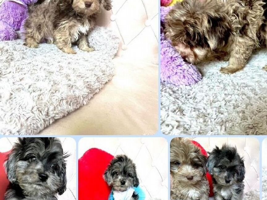 Дизайнерские малыши мальтипу