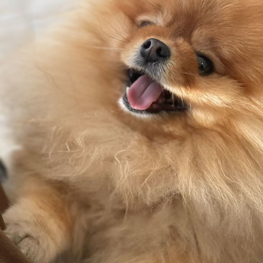 Напрокат шпица