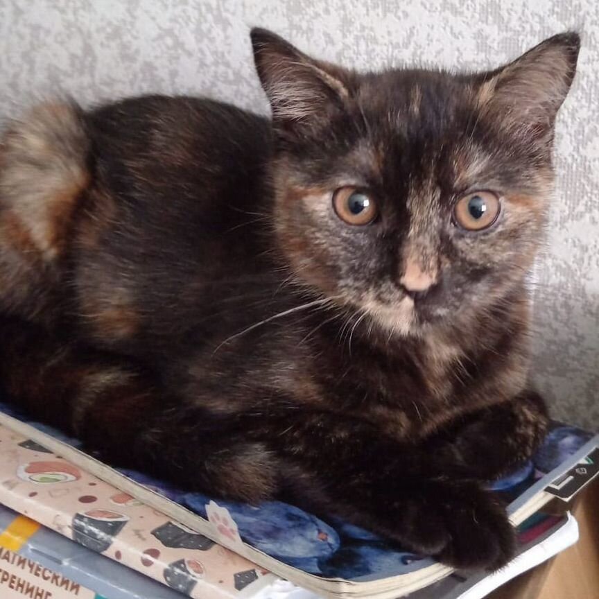 Шотландская скоттиш страйт