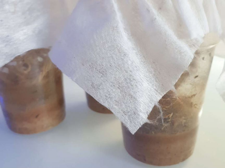 Муха Дрозофила Меланогастер