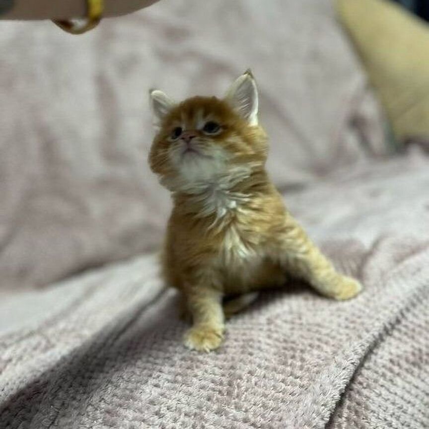 Котята мейкун