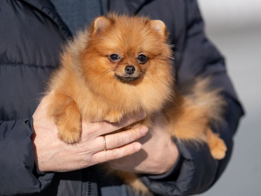 Померанский шпиц микро