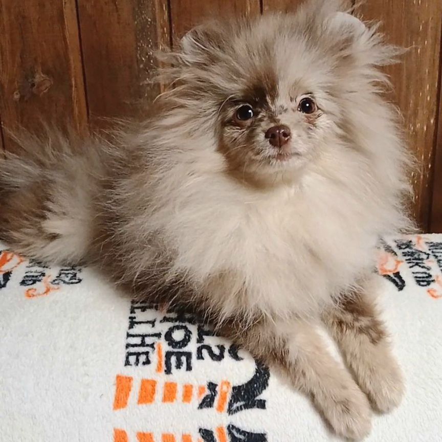 Померанский шпиц, щенок