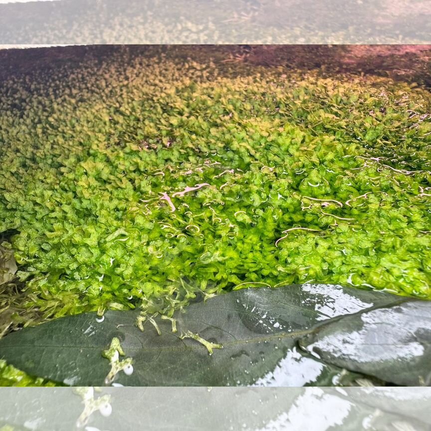 Аквариумные растения