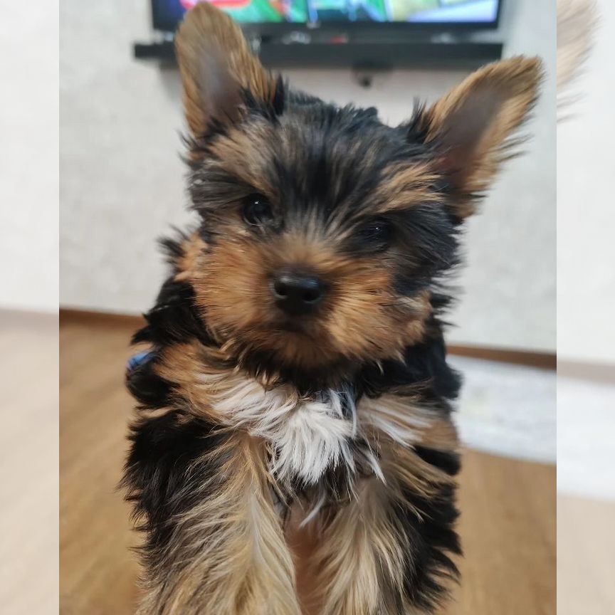 Йоркширский терьер, щенок