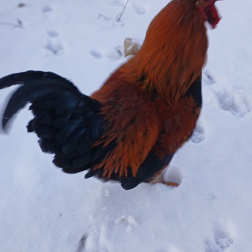 Петух