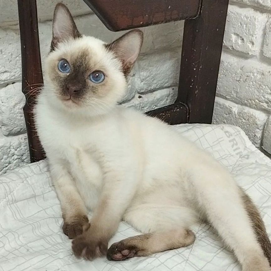 Тайский котёнок