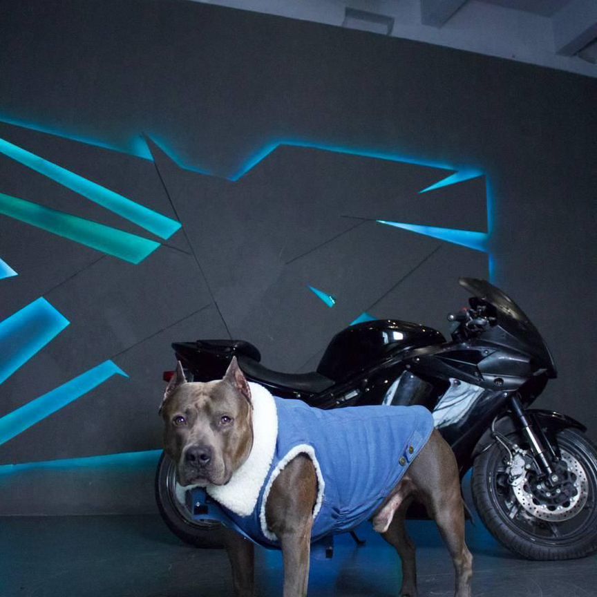 Жилетка джинсовая \ одежда для собак