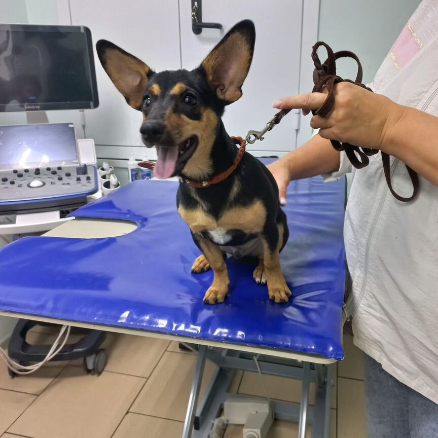 Маленькая собака в добрые руки