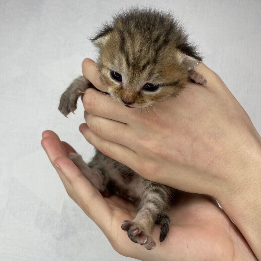 Котёнок в добрые руки