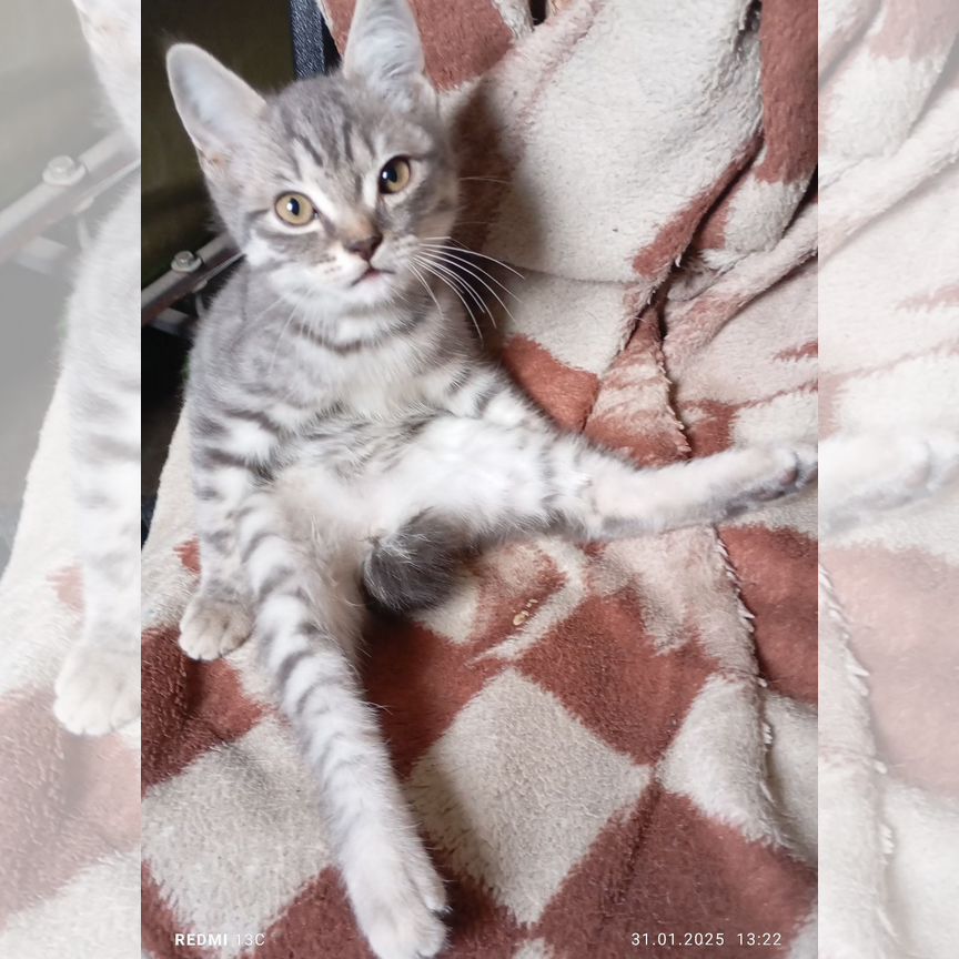 Котята метисы