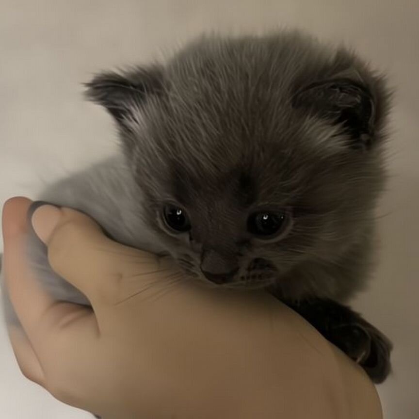 Британский короткошёрстный котёнок