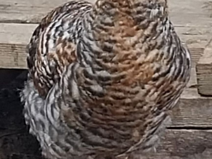 Петухи молодые