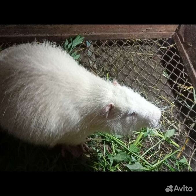 Самец нутрии возраст 1 год, живой вес 9 кг