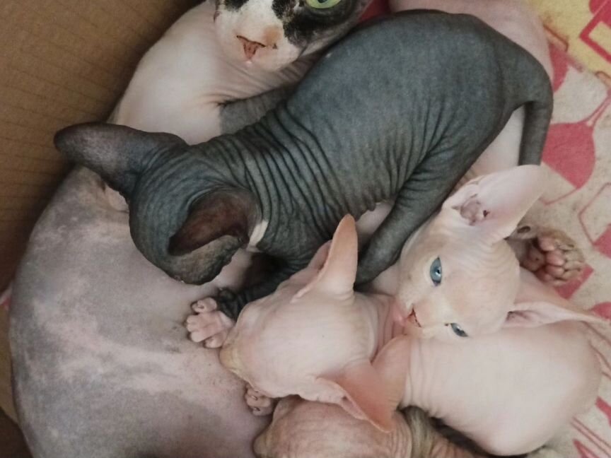 Канадский сфинкс. Ищем кота