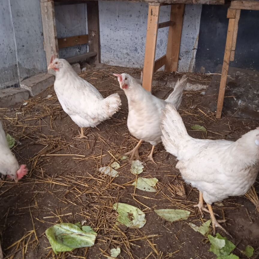 Куры несушки