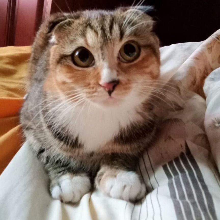 Кошка