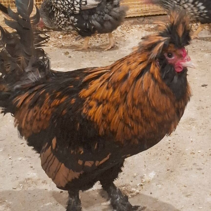 Петух Павловский