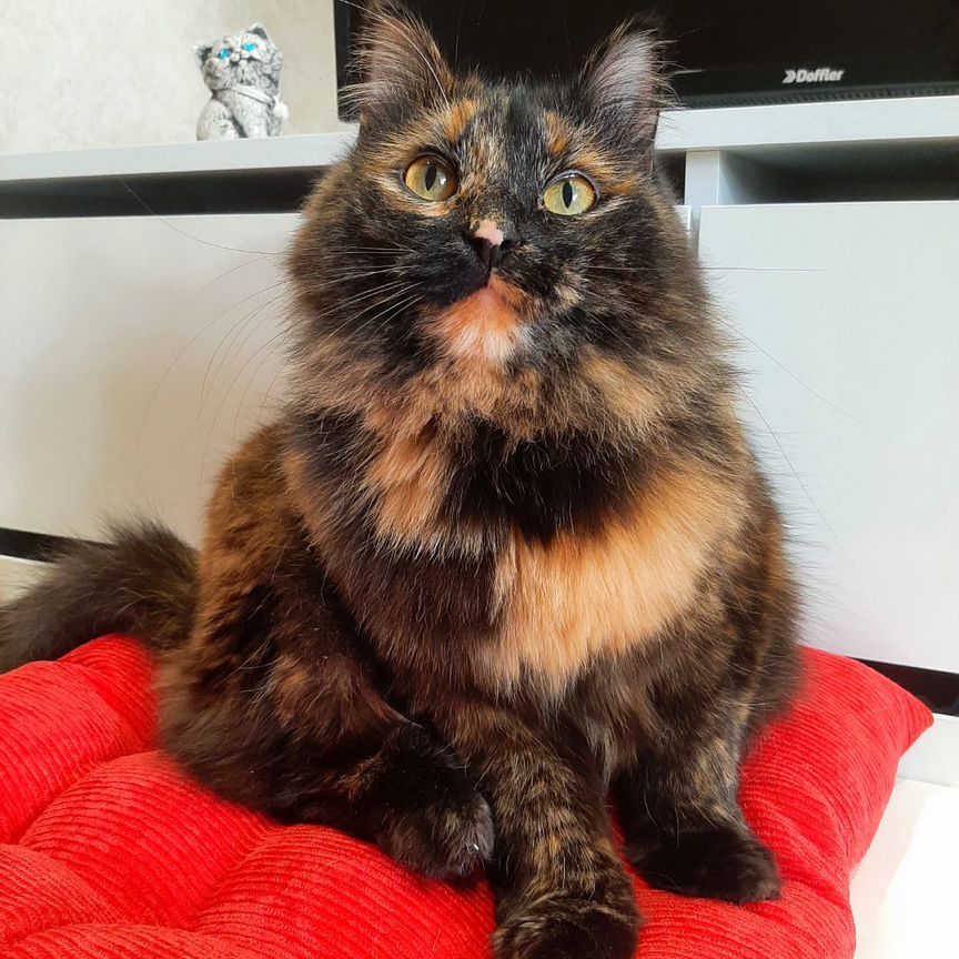 Ди 1,5 года в добрые руки