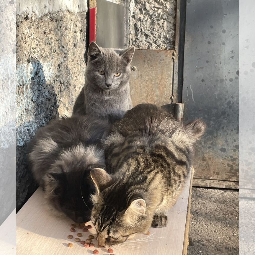 Сибирский котёнок