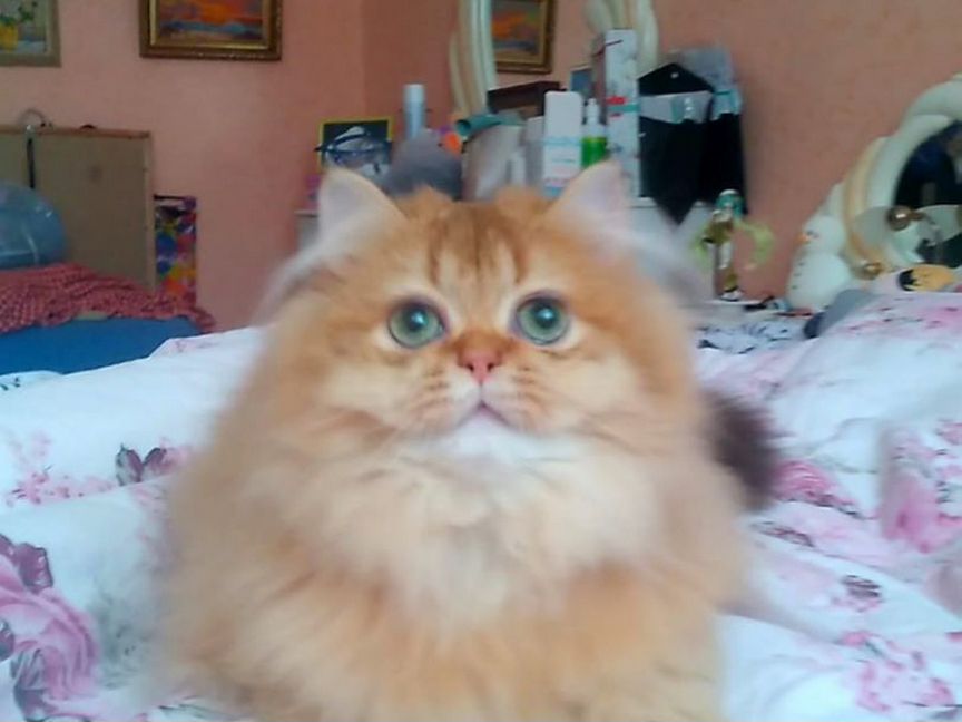 Британские котята