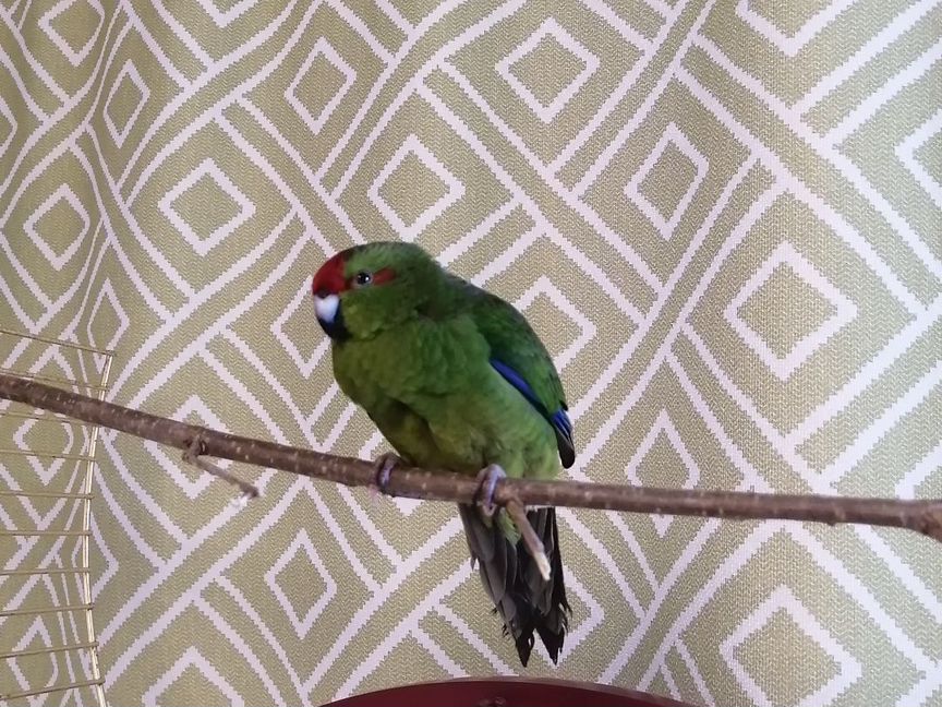 Попугай какарик