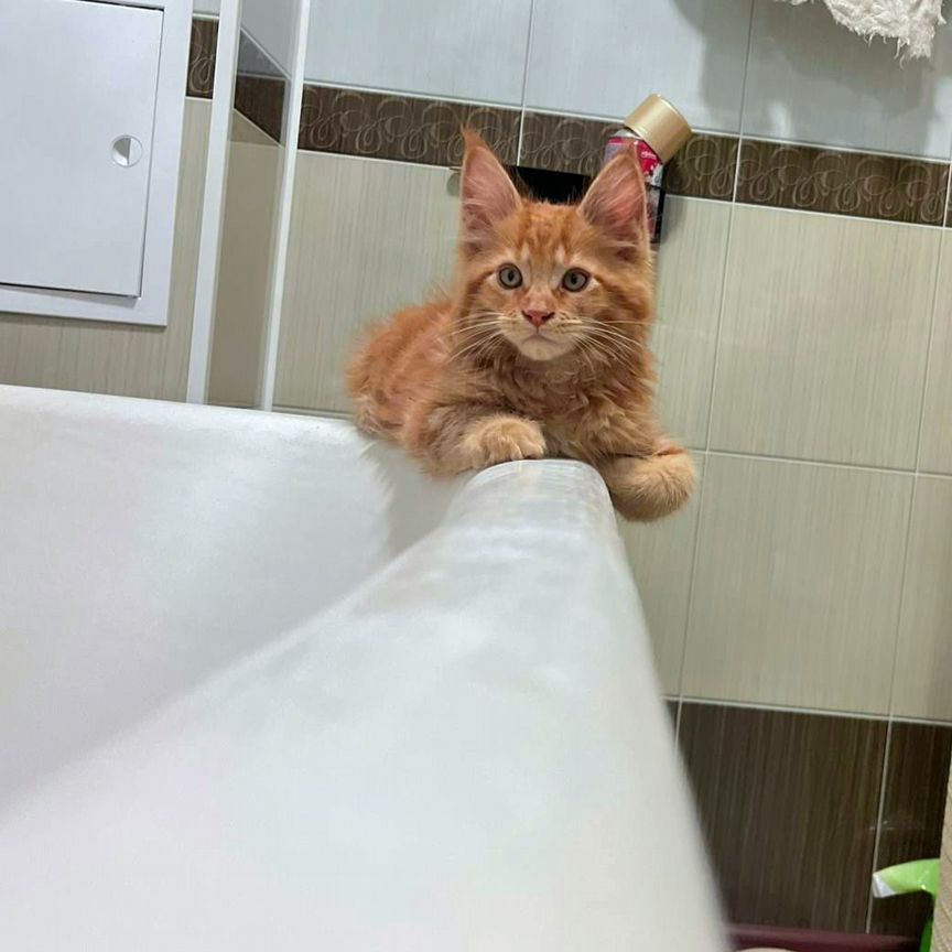 Продам котят мейнкунов