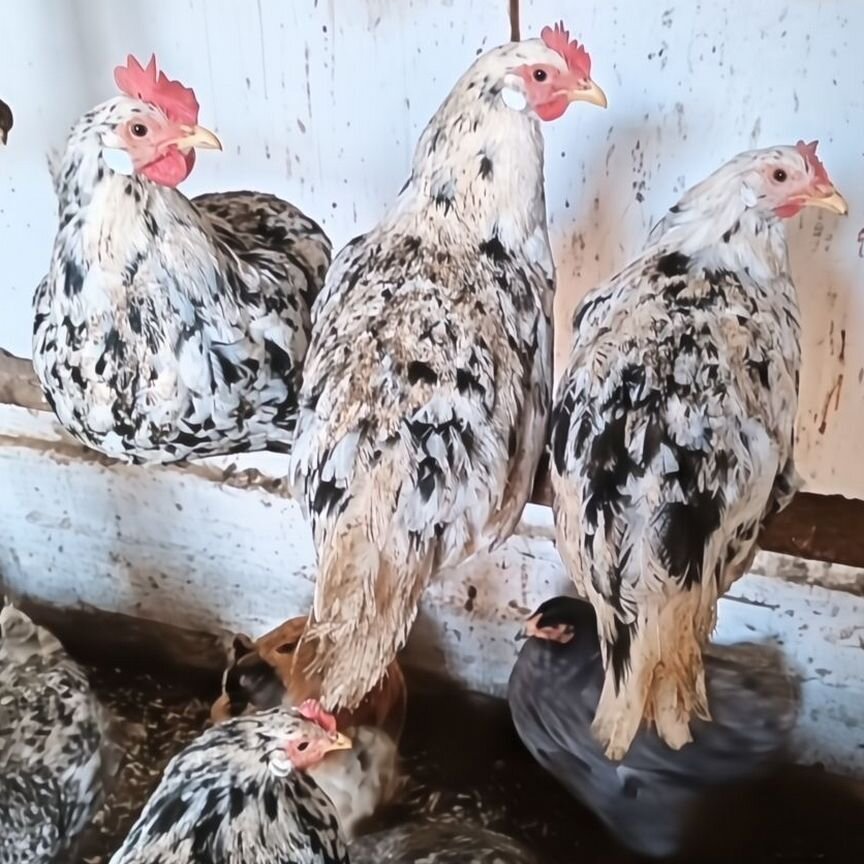 Куры несушки