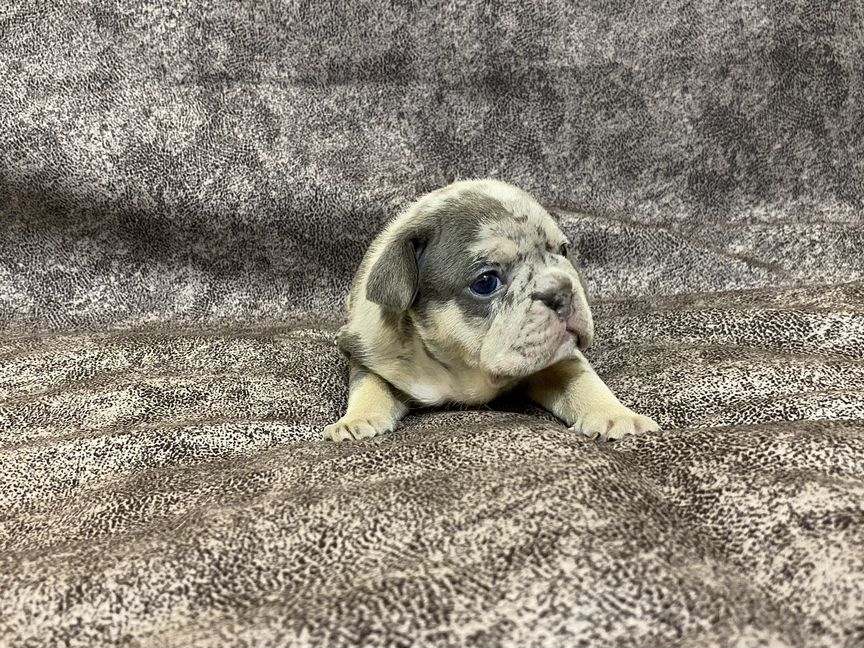 Французята