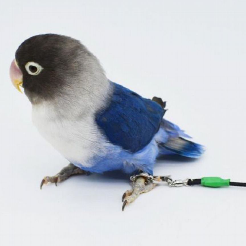 Поводок с кольцом для попугая