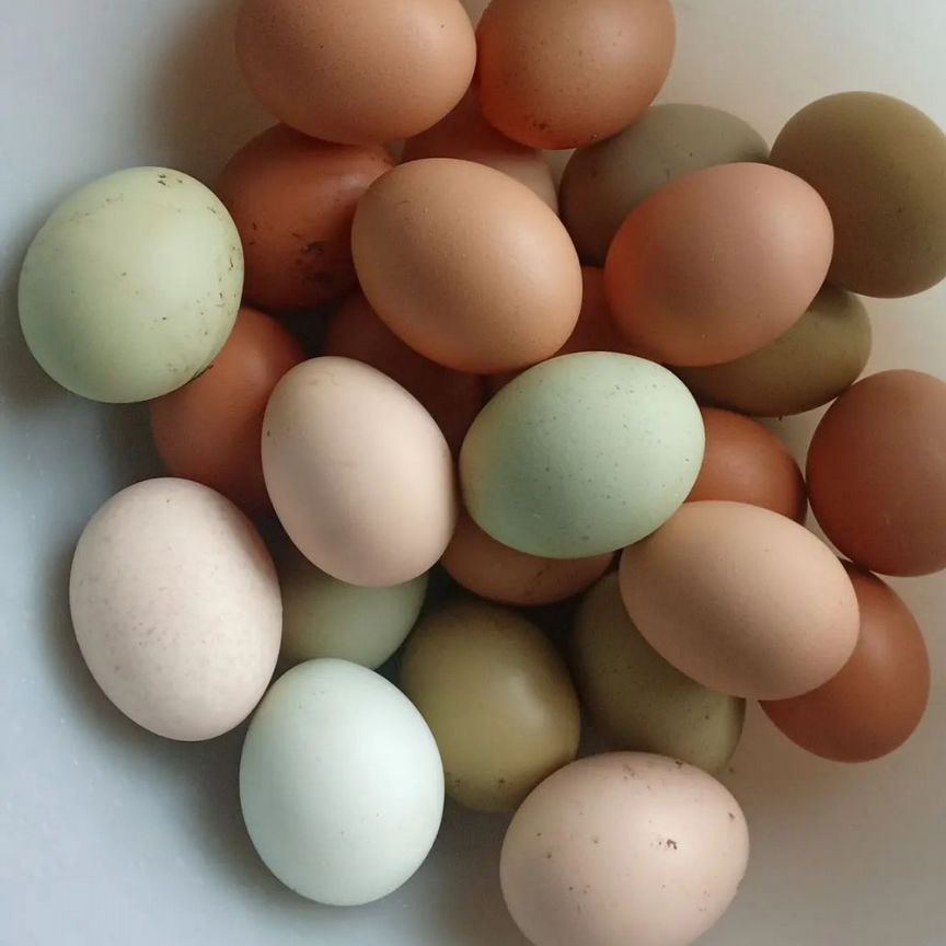 Инкубационное яйцо