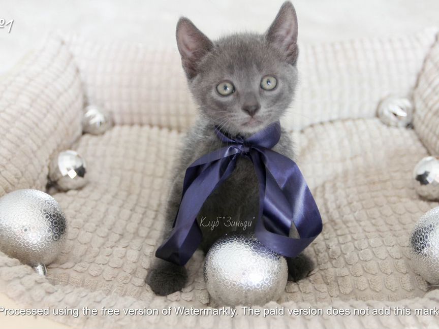 Котята породы "Русская Голубая"