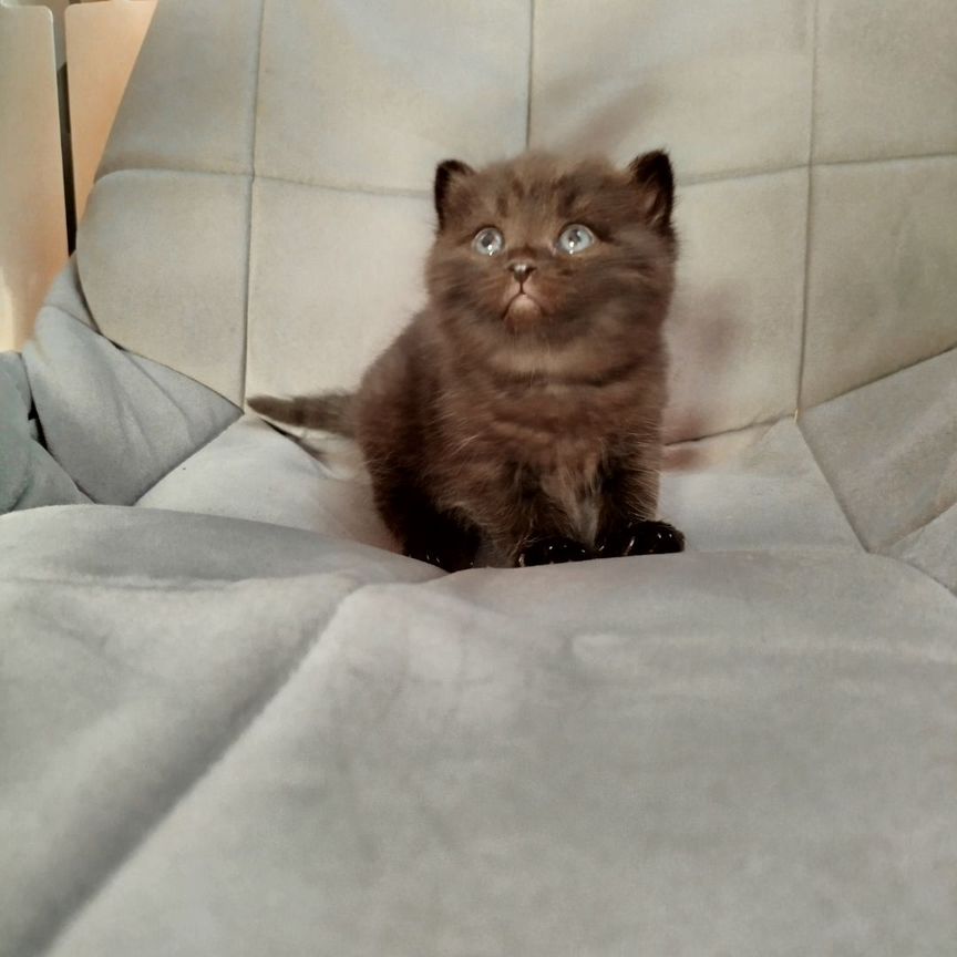 Британский котенок девочка