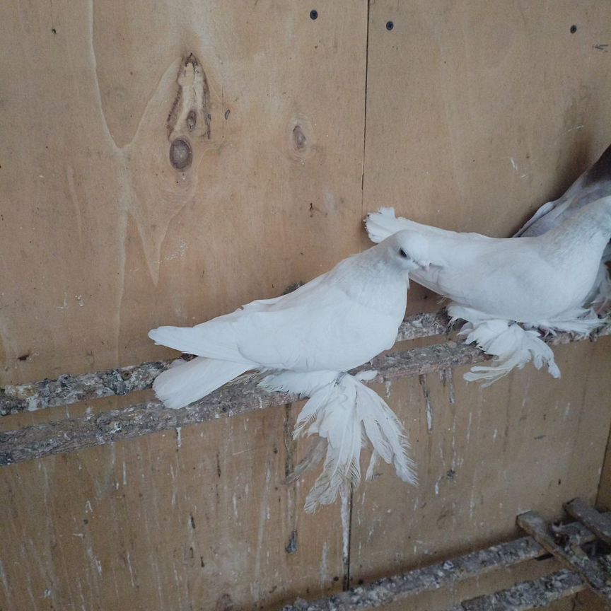 Продам голубей