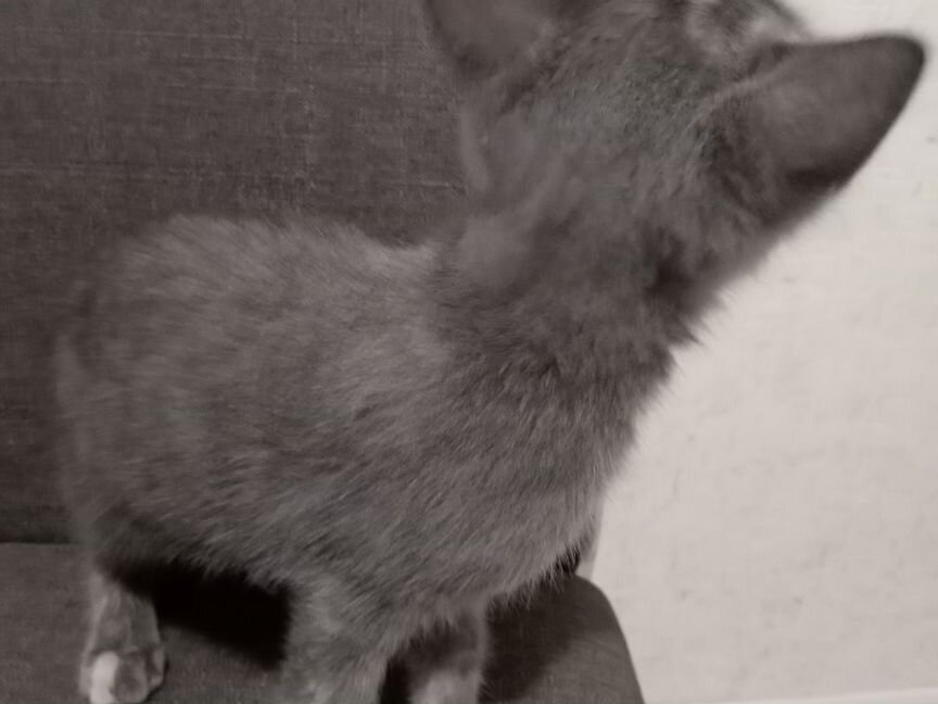 Котёнок 3-4 месяца девочка
