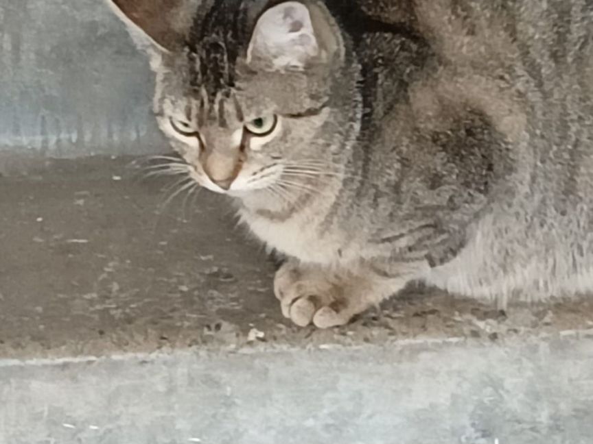 Нужна помощь кошке